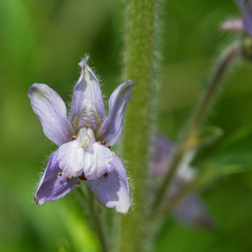 Delphinium Exaltatum Tall Larkspur | SiteOne