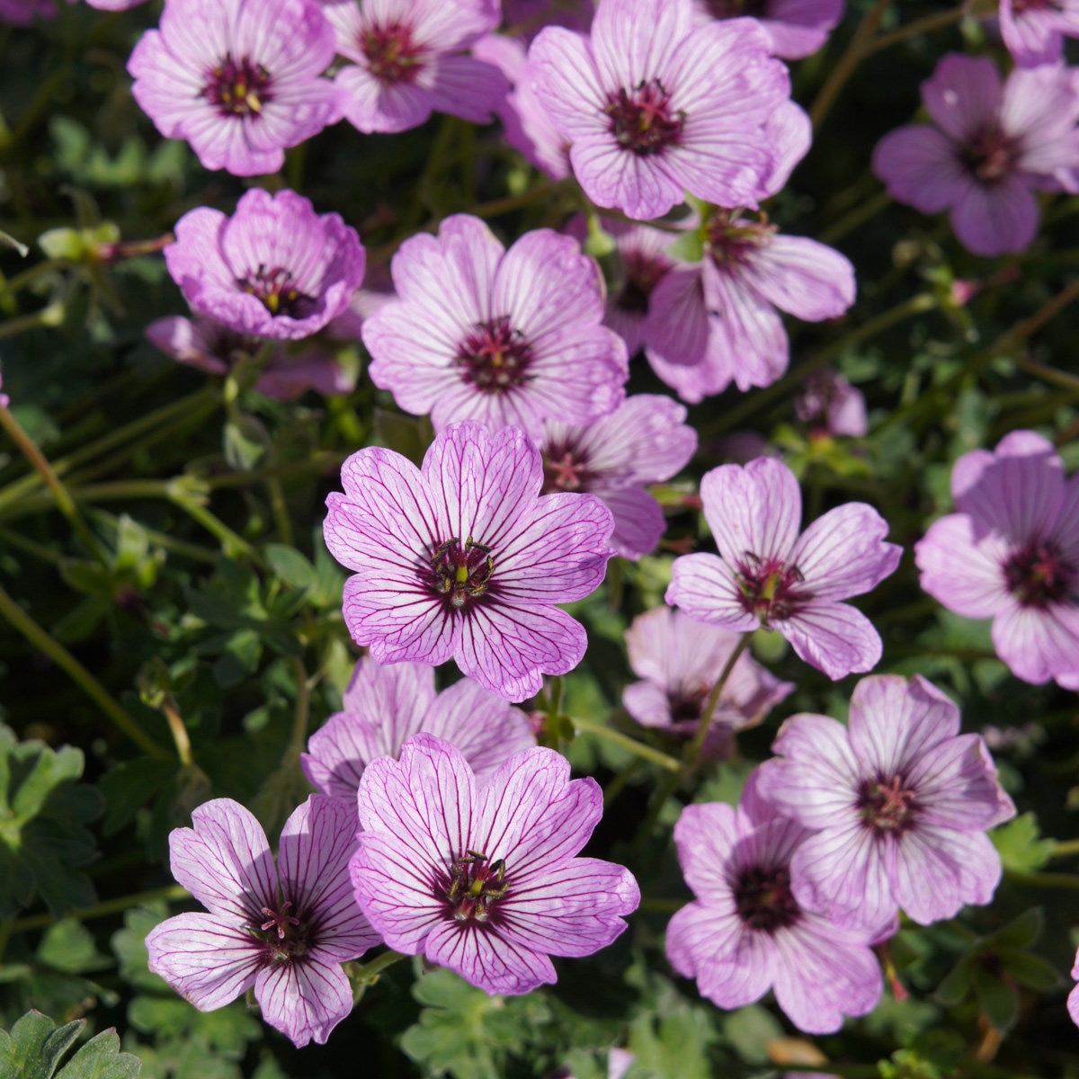 Geranium Cinereum Ashy Cranesbill | SiteOne