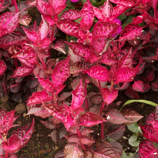 Iresine Herbstii Brilliantissima Bloodleaf | SiteOne