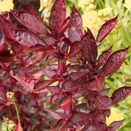 Iresine Herbstii Brilliantissima Bloodleaf | SiteOne