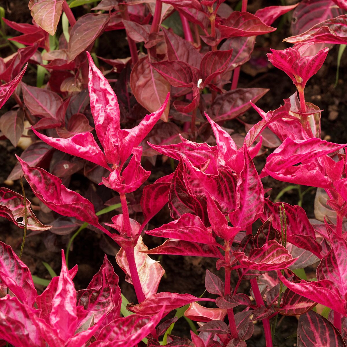 Iresine Herbstii Brilliantissima Bloodleaf | SiteOne