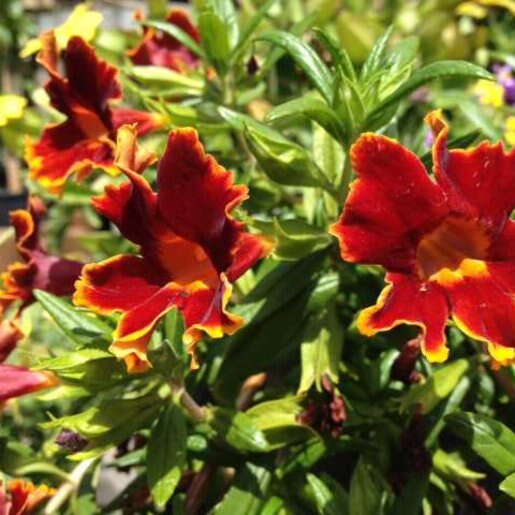 Mimulus Aurantiacus Jelly Bean Fiesta Marigold Monkey F | SiteOne