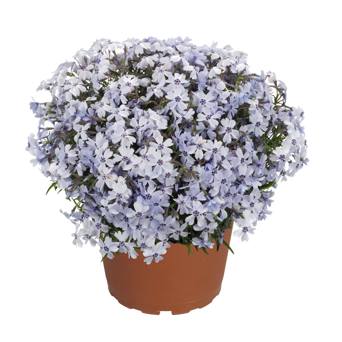 Phlox Subulata Early Spring Blue Creeping Phlox | SiteOne