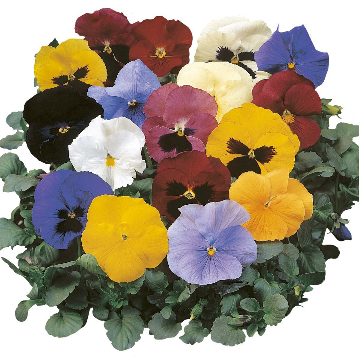 Viola X Wittrockiana Delta Blotch Mixture Pansy | SiteOne
