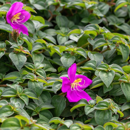 Heterocentron Elegans Spanish Shawl | SiteOne