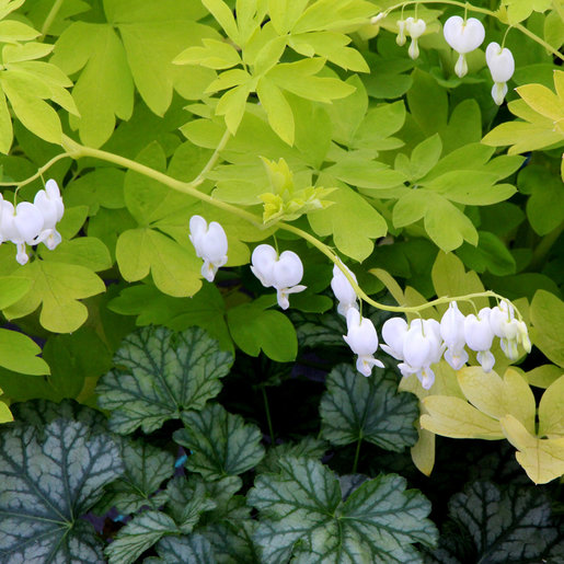 Dicentra Spectabilis White Gold Bleeding Heart | SiteOne