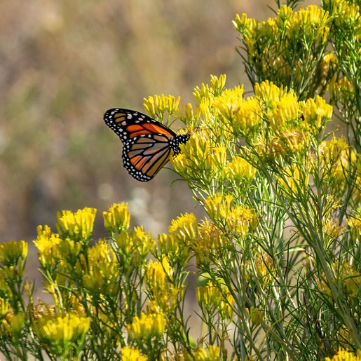 Chrysothamnus Viscidiflorus Yellow Rabbitbrush | SiteOne