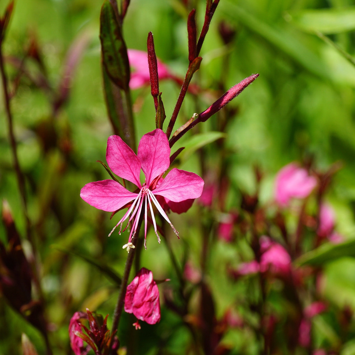 Guara Lindheimeri Gaudi Red Wand Flower | SiteOne