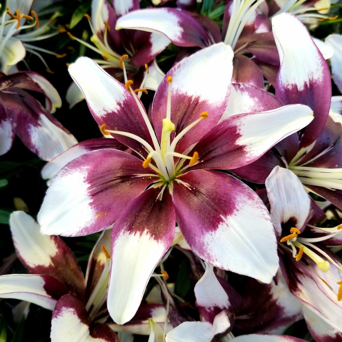 Lilium X Tiny Looks Tiny Padhye Asiatic Lily | SiteOne