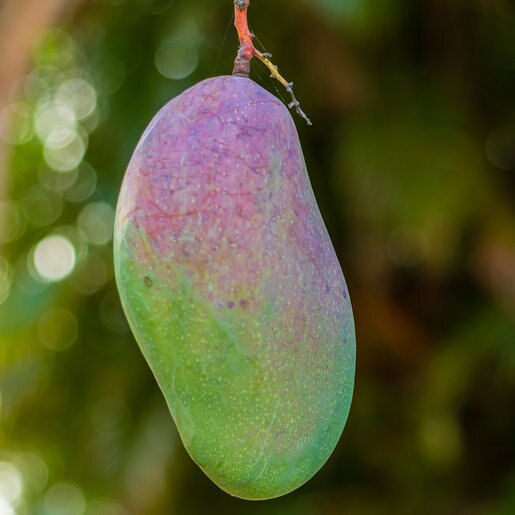 Mangifera Indica Valencia Pride Mango | SiteOne
