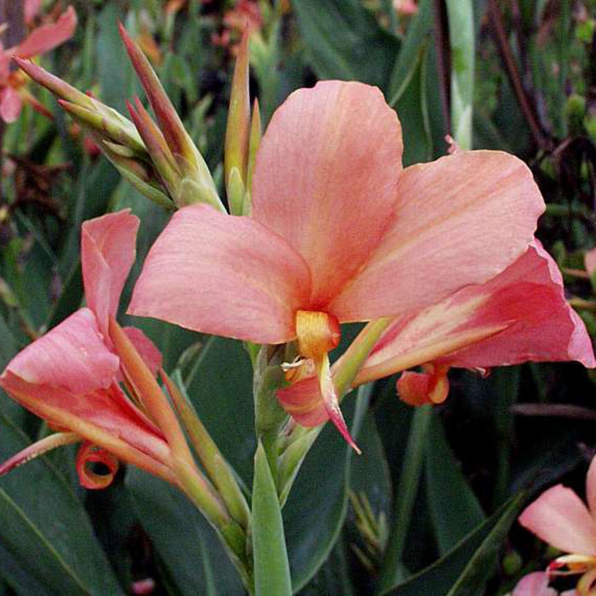 Canna Glauca Erebus Longwood Water Canna Lily | SiteOne