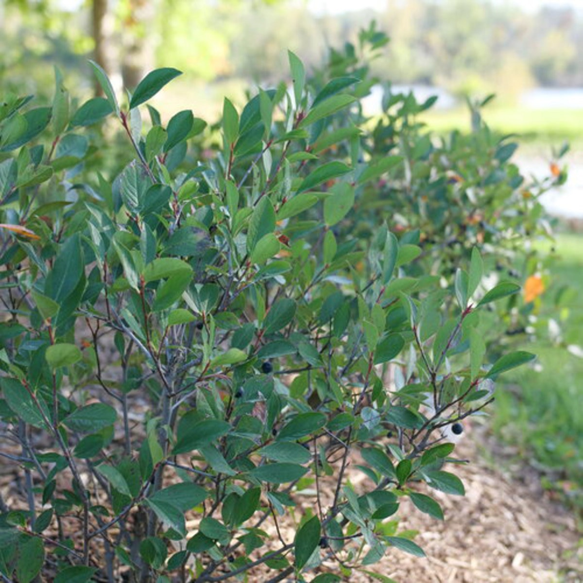 Aronia Melanocarpa Low Scape Snowfire Chokeberry | SiteOne