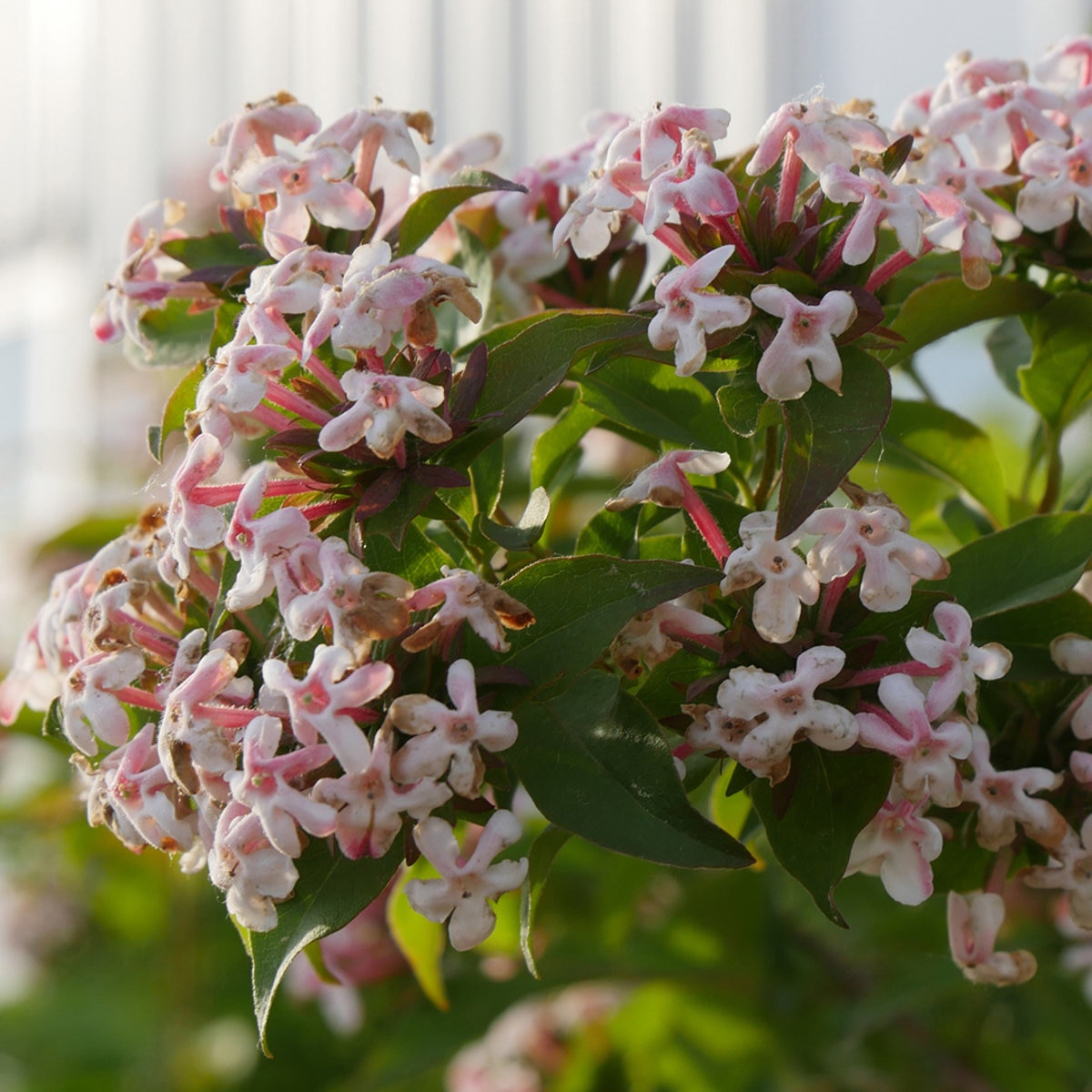 Abelia Mosanensis Sweet Emotion Fragrant Abelia | SiteOne