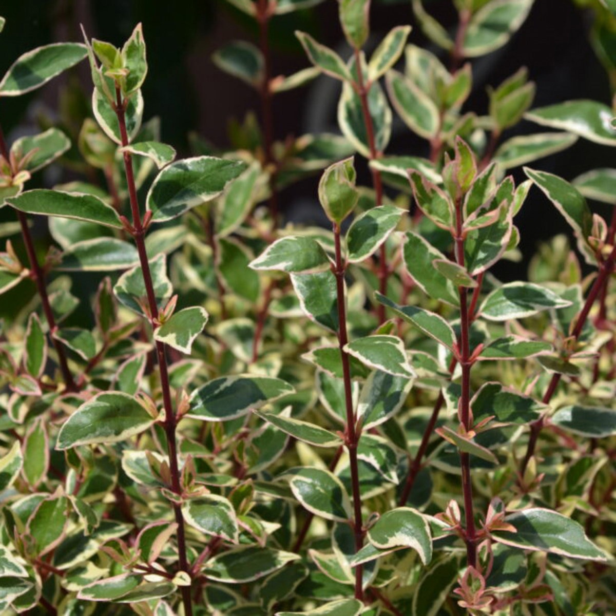 Abelia X Grandiflora Vanilla Brandy Abelia | SiteOne
