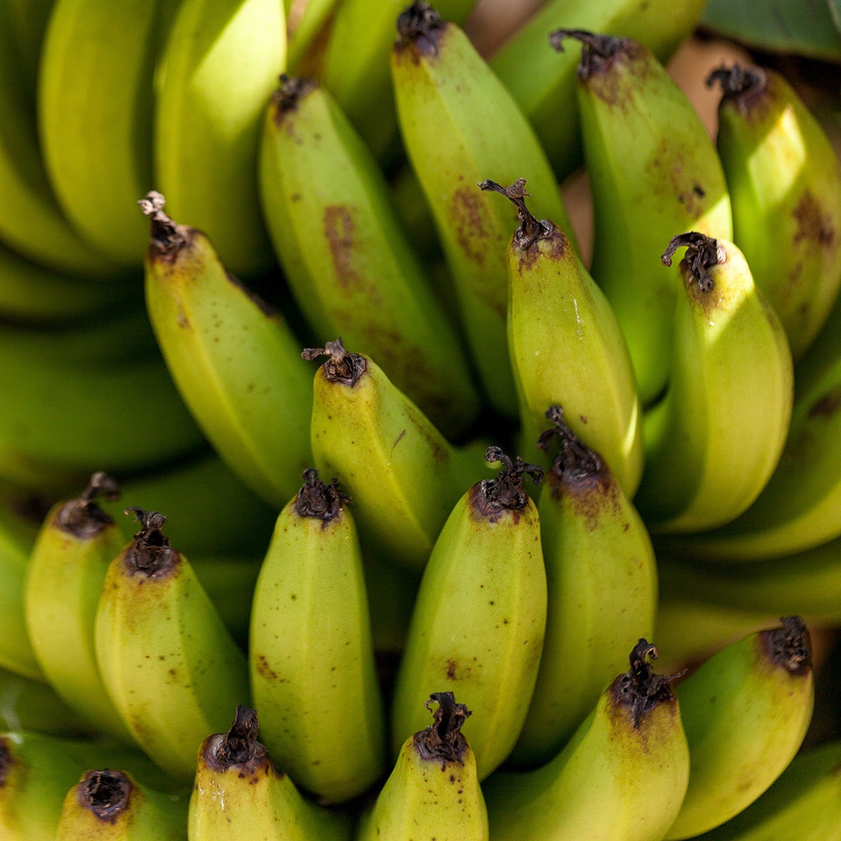 Musa Acuminata Super Dwarf Cavendish Banana | SiteOne