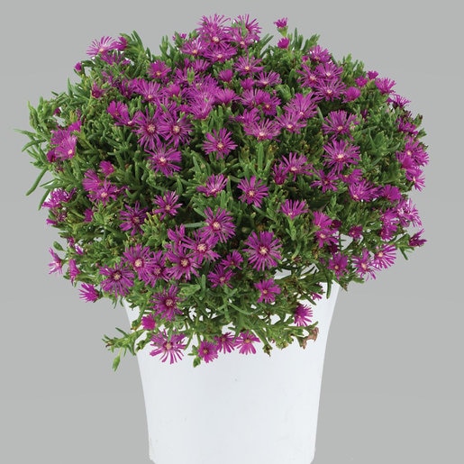 Delosperma Cooperi Early Bird Purple Ice Plant | SiteOne