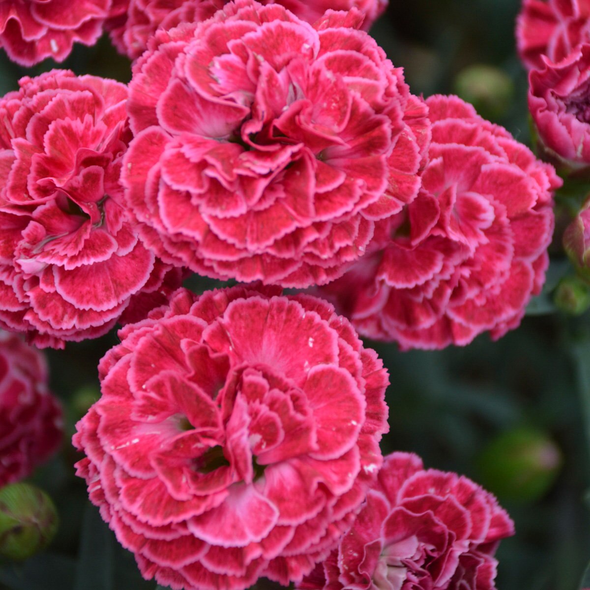 Dianthus X Fruit Punch Raspberry Ruffles Pinks | SiteOne