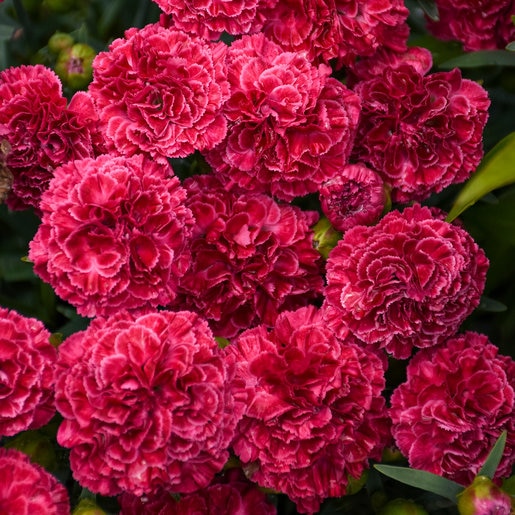Dianthus X Fruit Punch Raspberry Ruffles Pinks | SiteOne