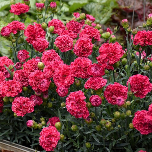 Dianthus X Fruit Punch Raspberry Ruffles Pinks | SiteOne