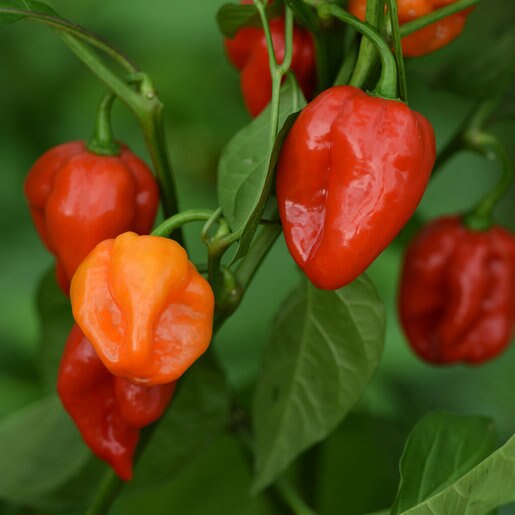 Capsicum Annuum var. Annuum Habanero Red Chili Pepper | SiteOne