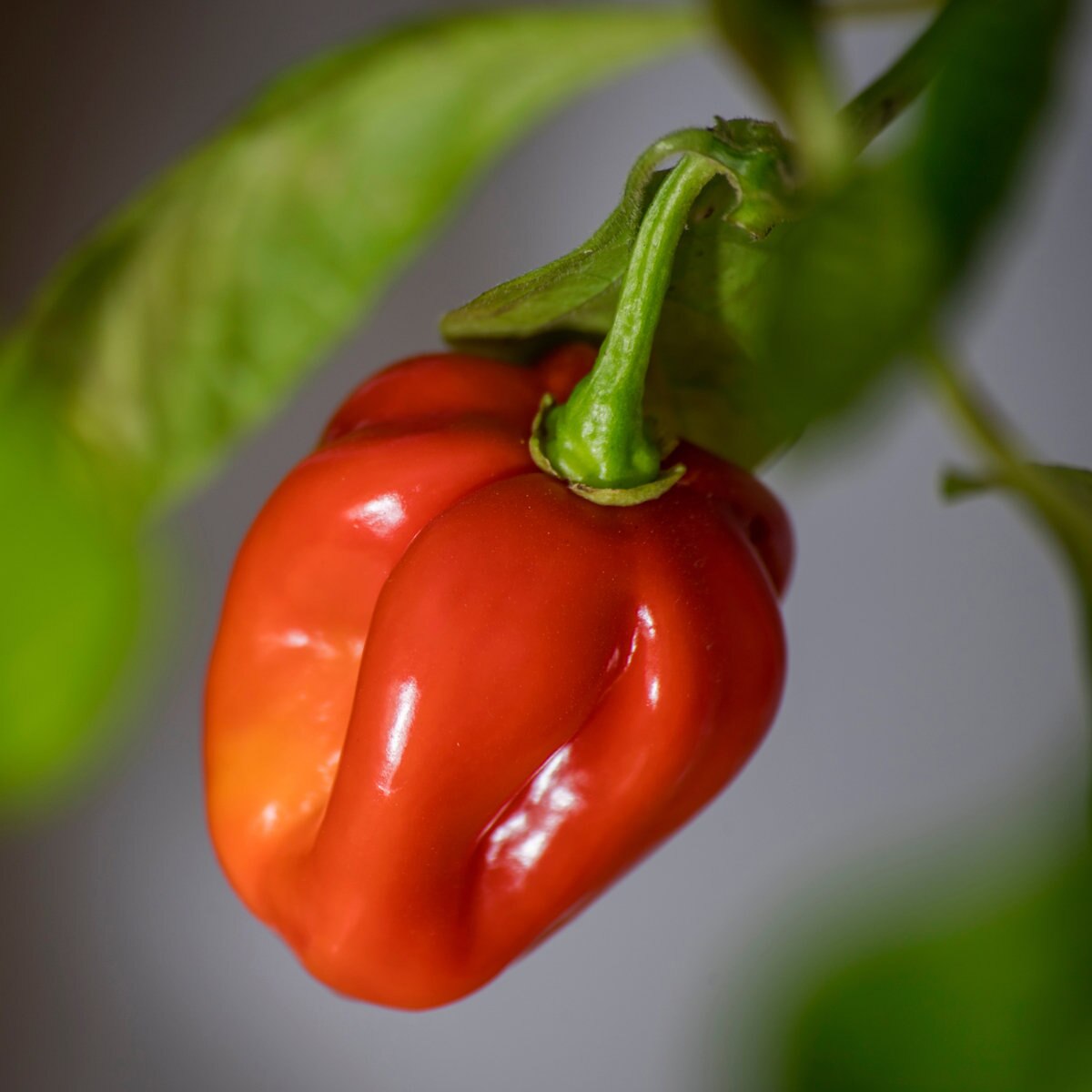 Capsicum Annuum var. Annuum Habanero Red Chili Pepper | SiteOne
