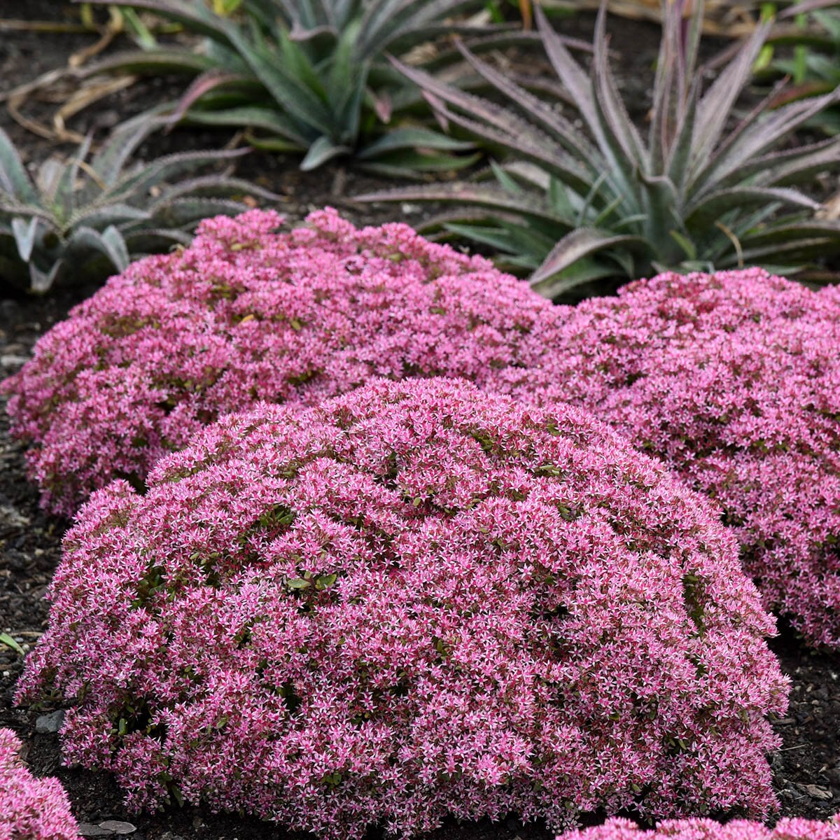 Sedum X Rock N Round Pride and Joy Stonecrop | SiteOne