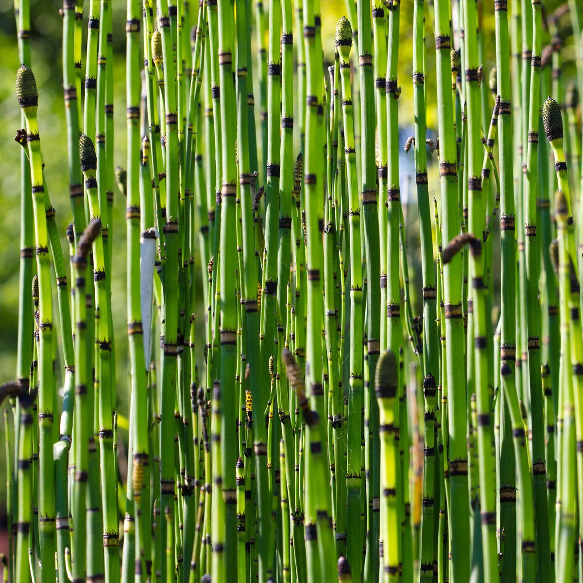 Equisetum Praealtum Tall Scouring Rush | SiteOne