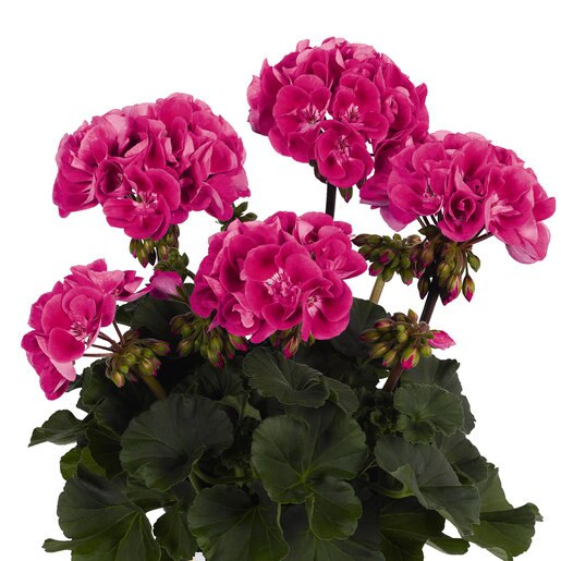 Pelargonium Hortorum Savannah Hot Pink Sizzle Zonal Ger | SiteOne