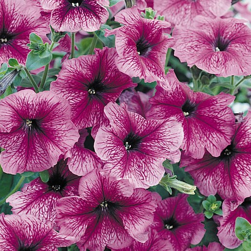 Petunia X Hybrida Daddy Sugar Single Grandiflora Petuni | SiteOne