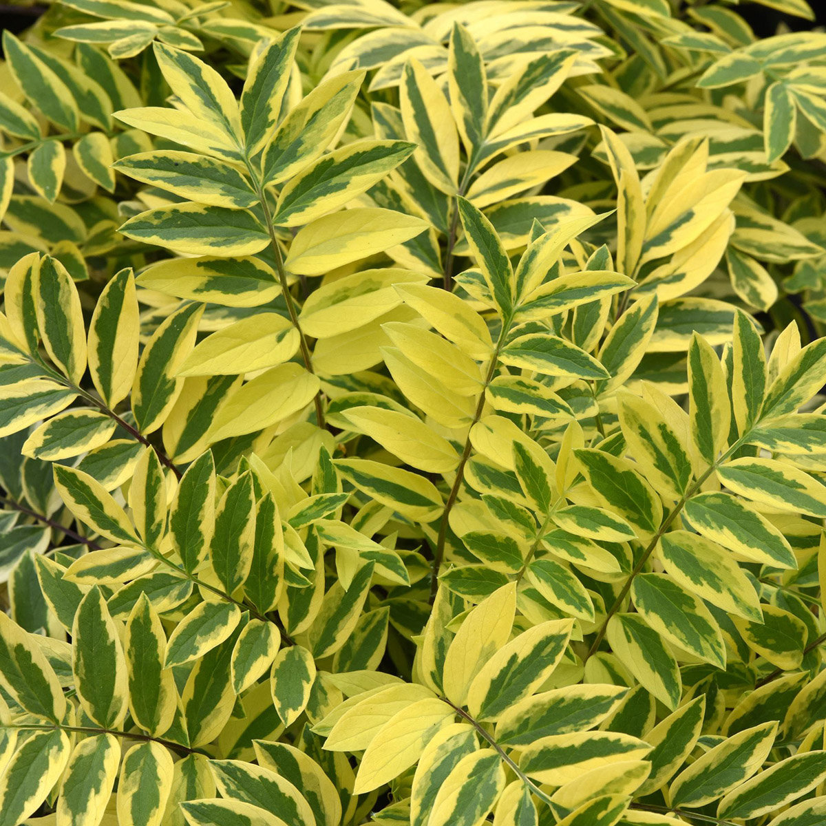 Polemonium Pulcherrimum Golden Feathers Jacobs Ladder | SiteOne