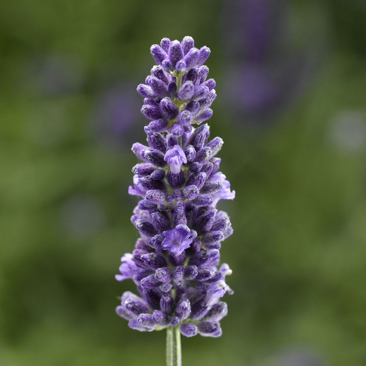 Lavandula Angustifolia Vintro Blue English Lavender | SiteOne