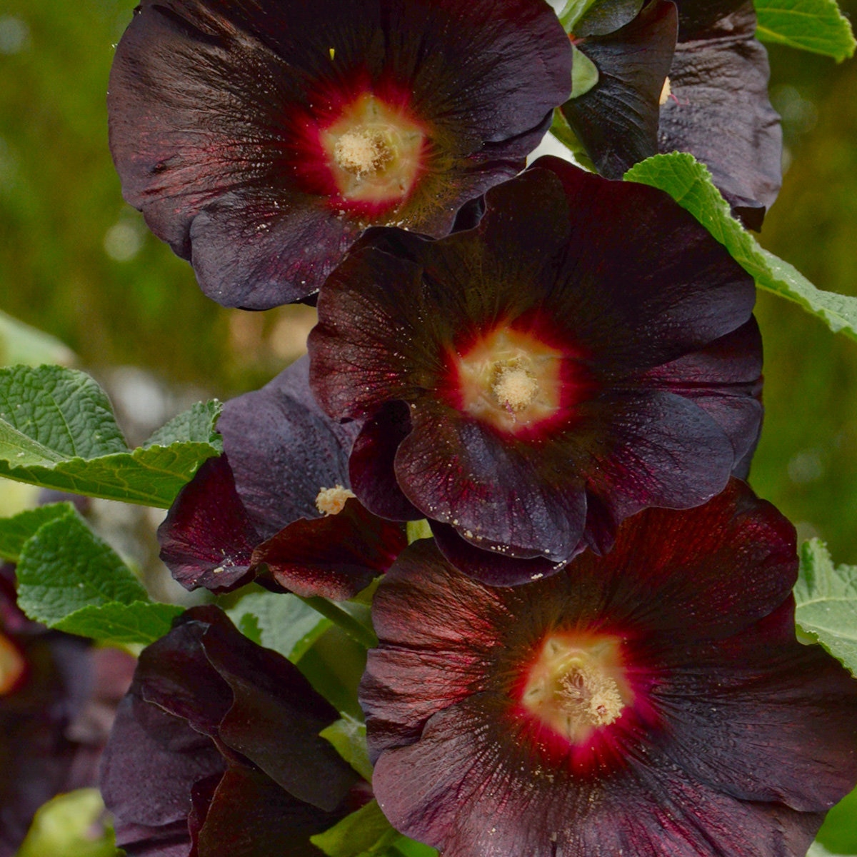 Alcea Rosea Spotlight Blacknight Hollyhock | SiteOne