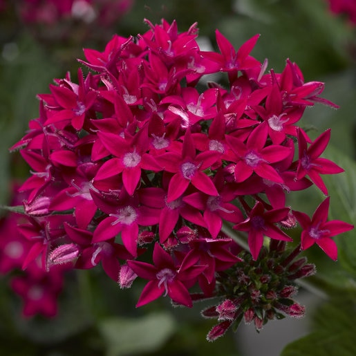 Pentas Lanceolata Rose Egyptian Star Flower | SiteOne
