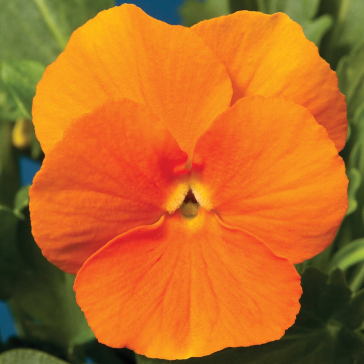 Viola Cornuta Orange Horned Violet | SiteOne