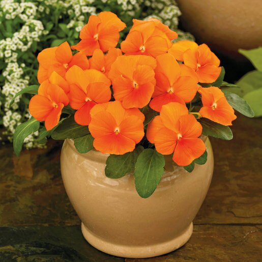 Viola X Hybrida ColorMax Clear Orange Large-Flowered Vi | SiteOne