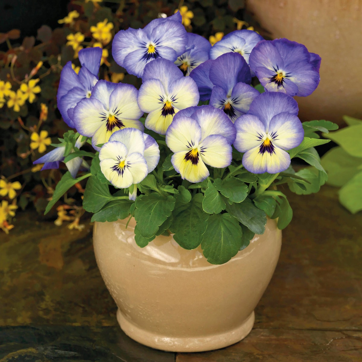 Viola X Hybrida ColorMax Icy Blue Large-Flowered Viola | SiteOne