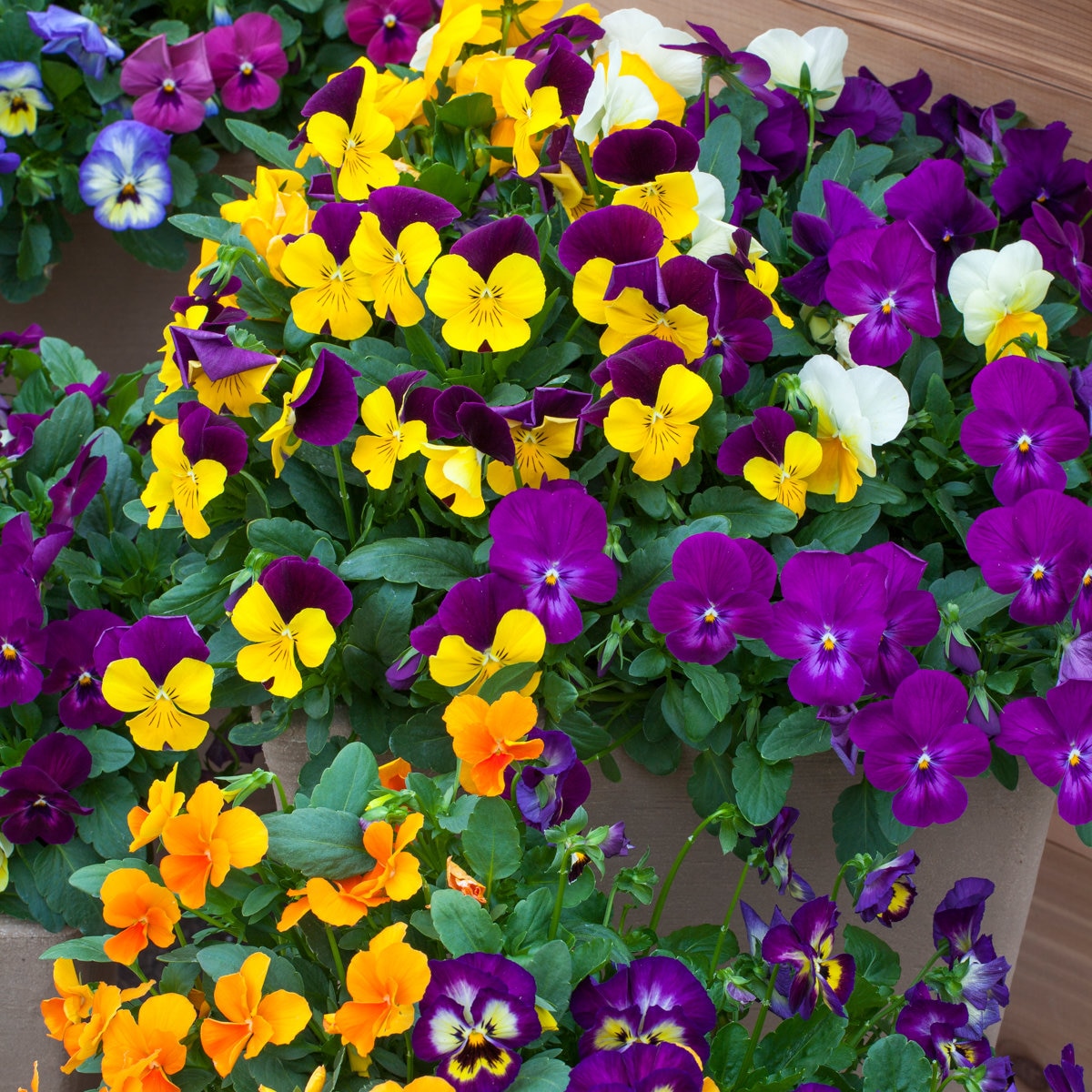 Viola X Hybrida ColorMax Mixture Large-Flowered Viola | SiteOne