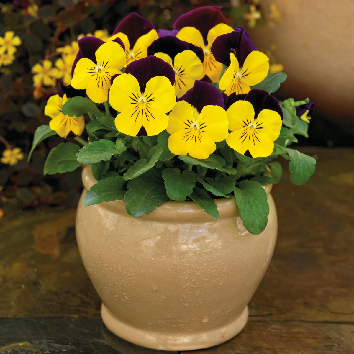 Viola X Hybrida ColorMax Yellow Jump Up Large-Flowered | SiteOne