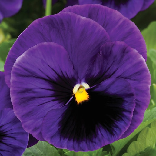 Viola X Wittrockiana Deep Blue Blotch Pansy | SiteOne