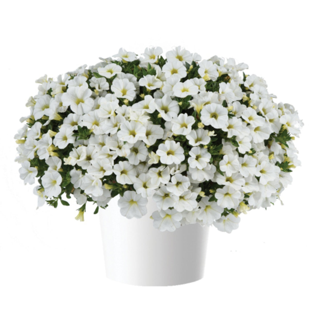 Calibrachoa X Hybrida White Mini Petunia | SiteOne