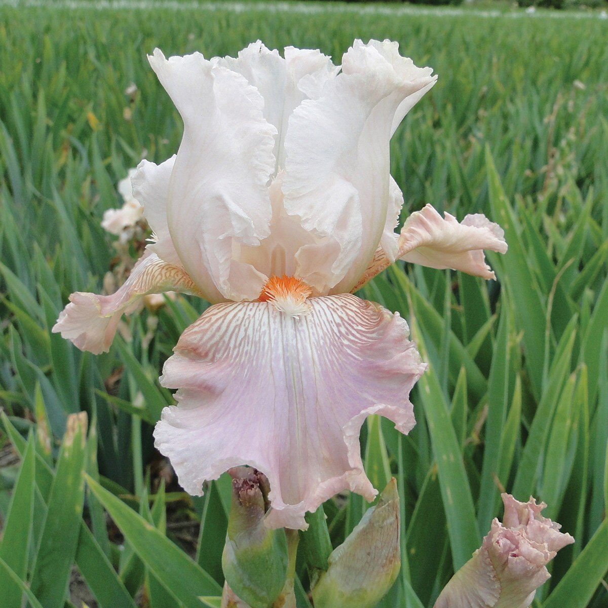 Iris X Frappe Tall Bearded Iris | SiteOne