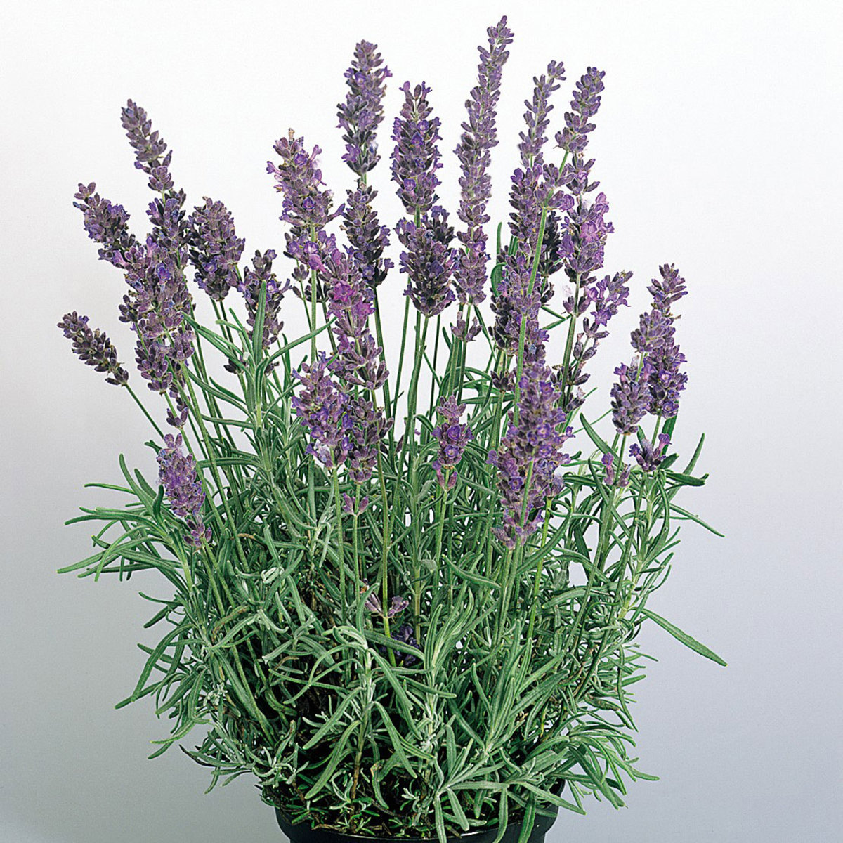 Lavandula Angustifolia Hidcote Blue English Lavender | SiteOne