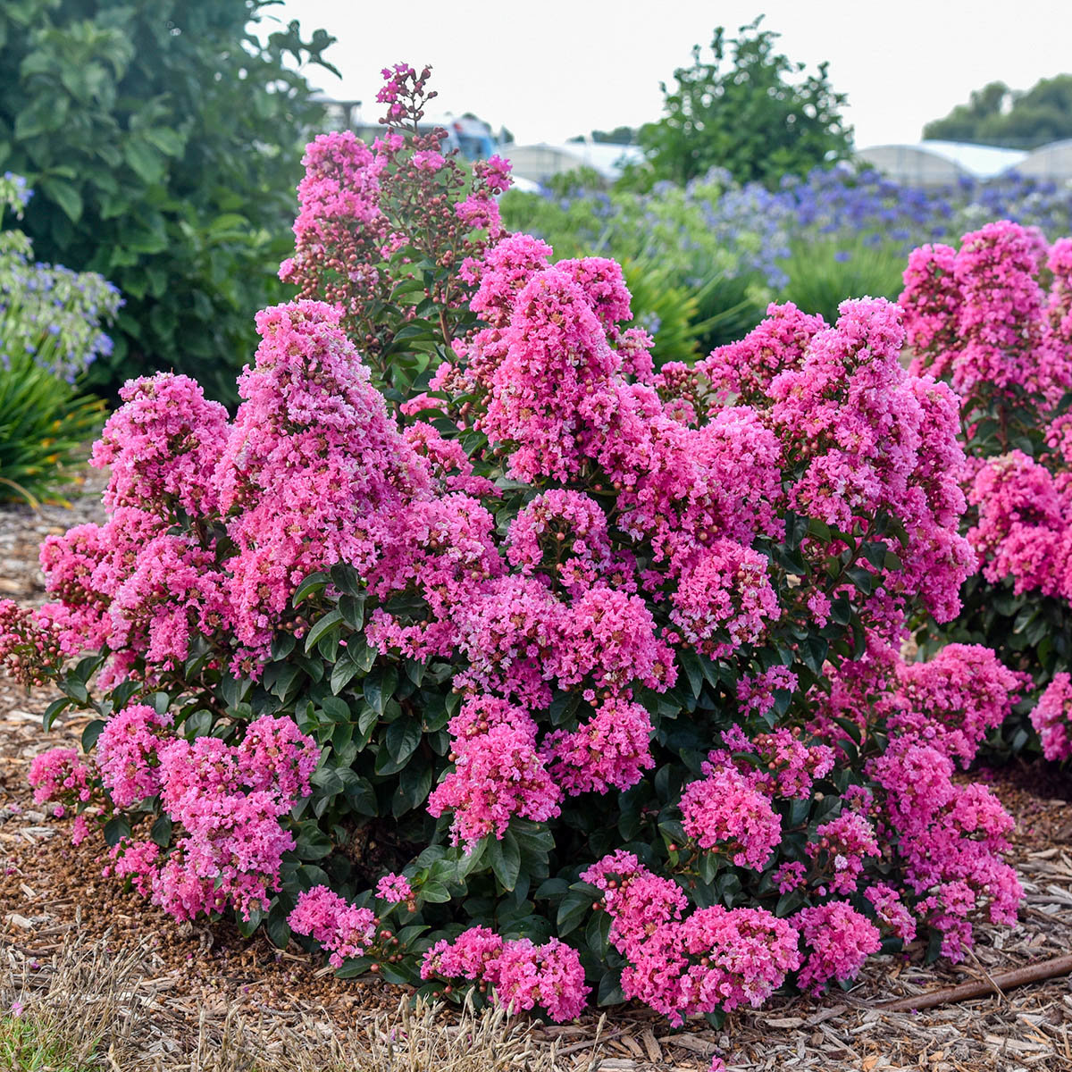 Lagerstroemia X Barista Peppermint Mocha Crape Myrtle | SiteOne