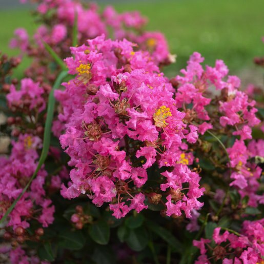 Lagerstroemia X Barista Peppermint Mocha Crape Myrtle | SiteOne