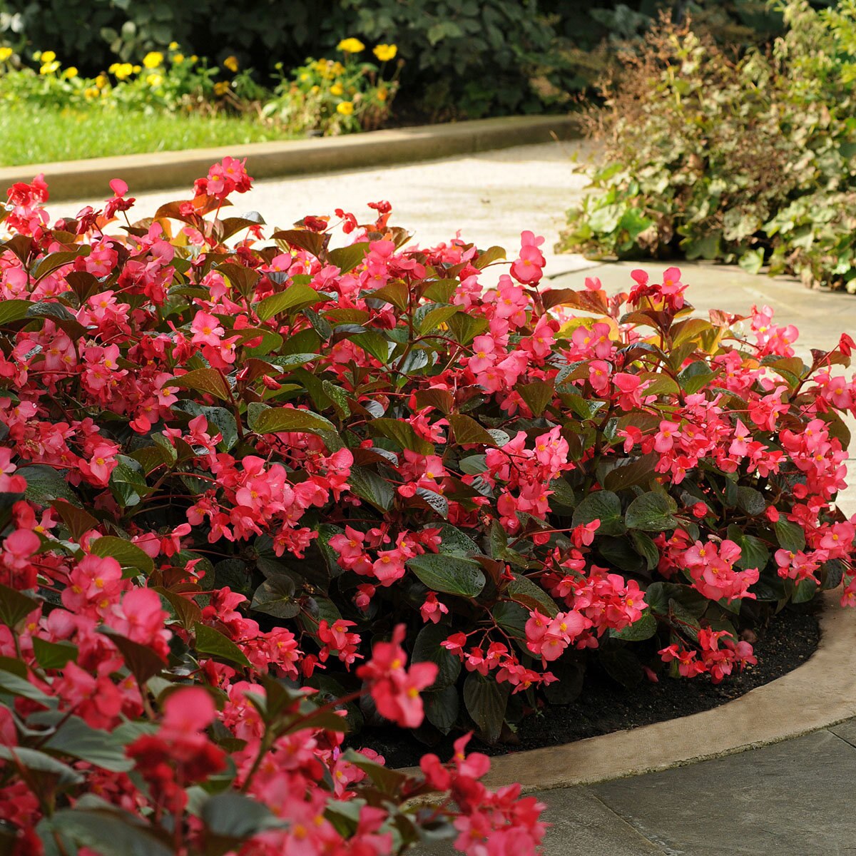 Begonia X Benariensis Whopper Rose Bronze Leaf Begonia | SiteOne