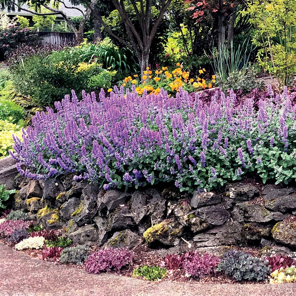 Nepeta X Purple Haze Catmint | SiteOne