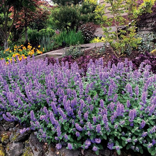 Nepeta X Purple Haze Catmint | SiteOne
