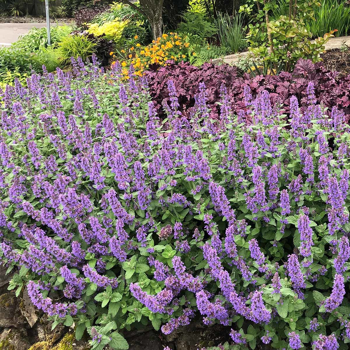 Nepeta X Purple Haze Catmint | SiteOne
