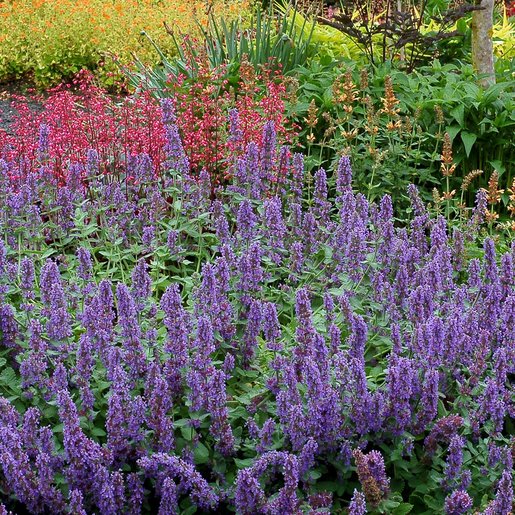 Nepeta X Purple Haze Catmint | SiteOne