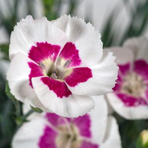 Dianthus X American Pie Berry a la Mode Pinks | SiteOne